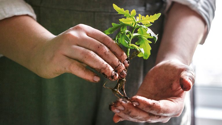 Regrowing: Ein zweites Leben für Pflanzen | WOHNIDEE